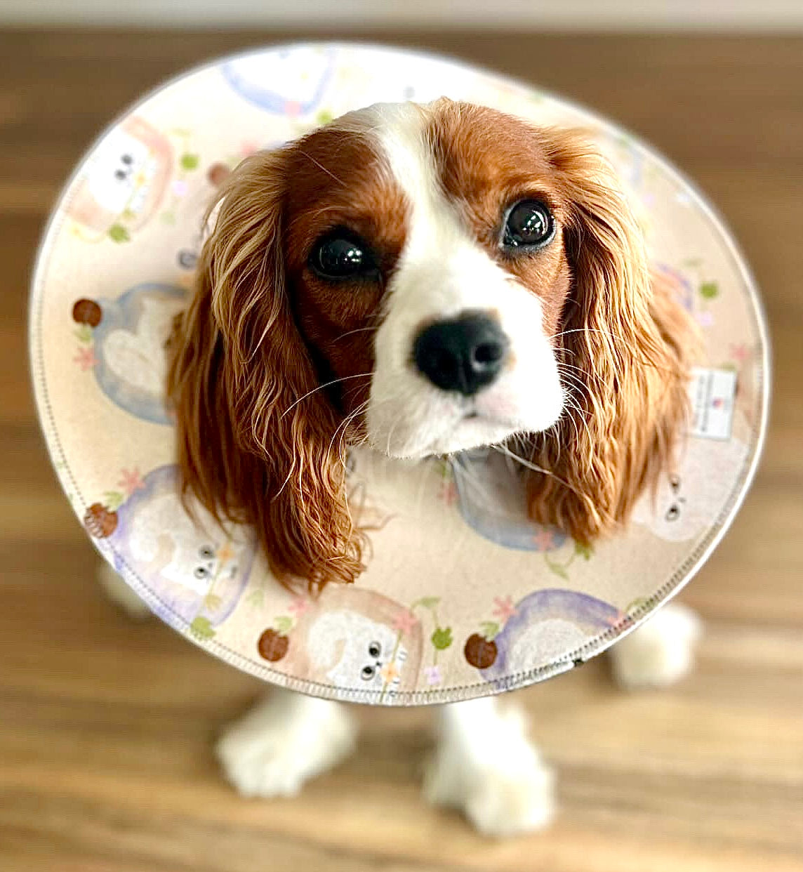 CoolCollars, the soft recovery collar for cats and dogs.