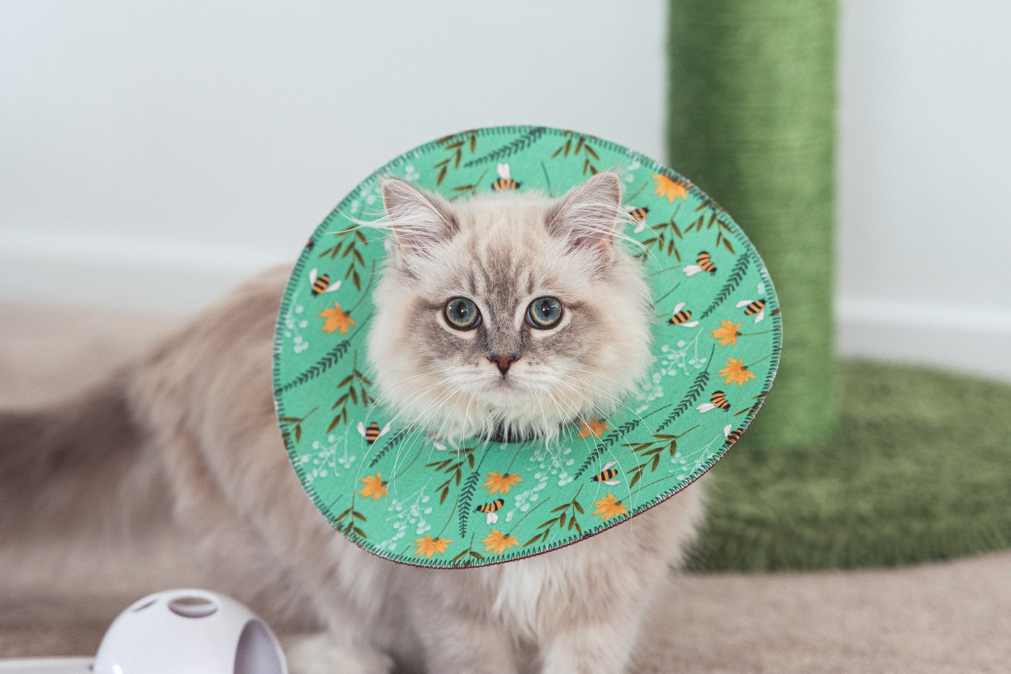 CoolCollars, the soft recovery collar for cats and dogs.