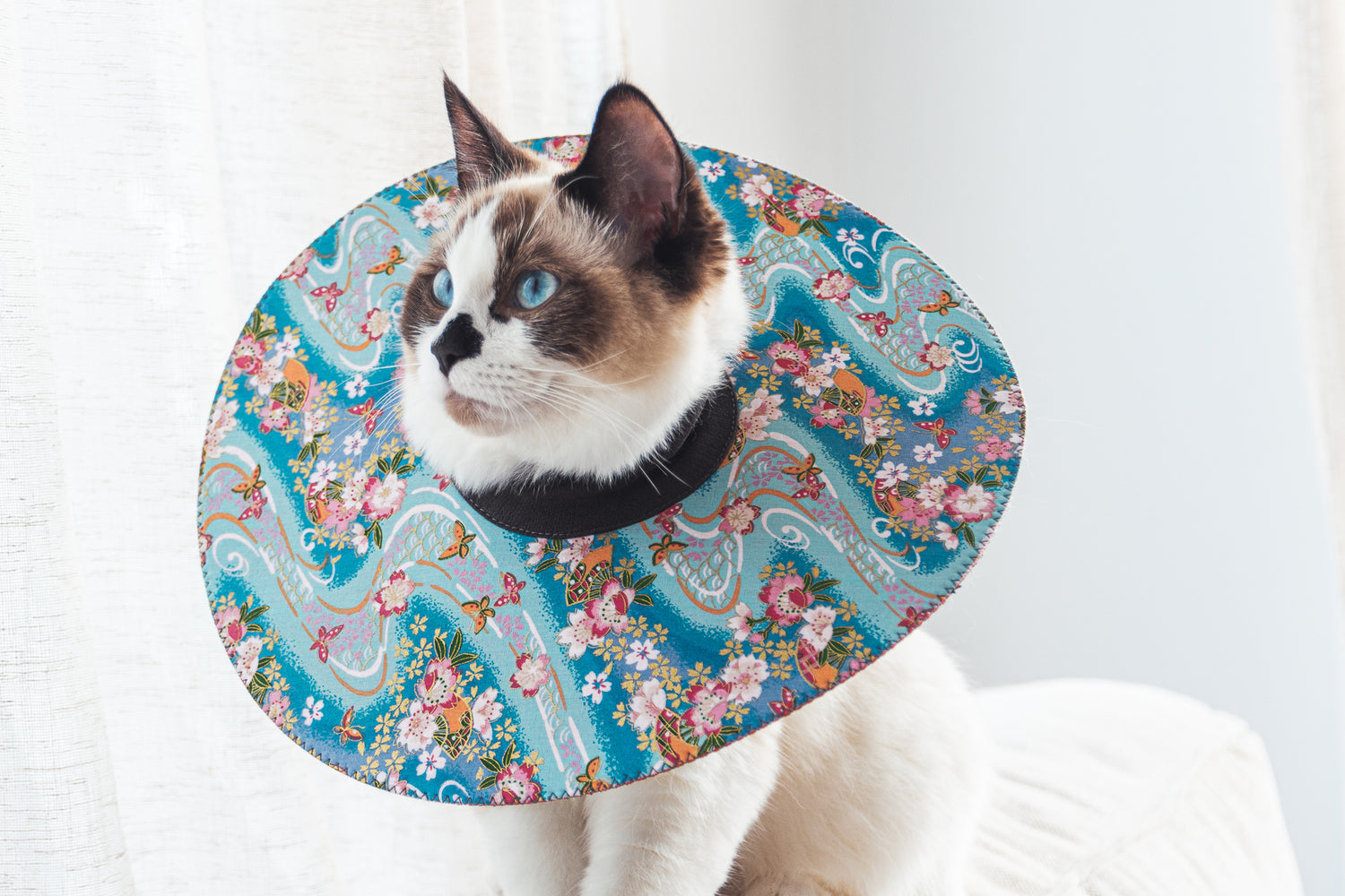 CoolCollars, the soft recovery collar for cats and dogs.